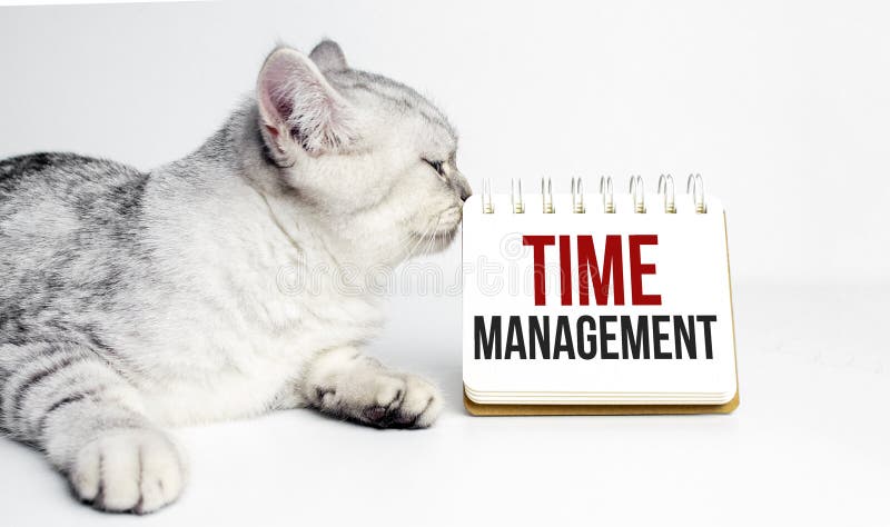 Word Time Management and Grey Cat with White Notebook Stock Photo ...