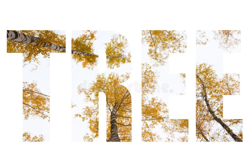 Word TREE Over Trees with Yellow Leaves Against the Sky. Bottom Stock ...