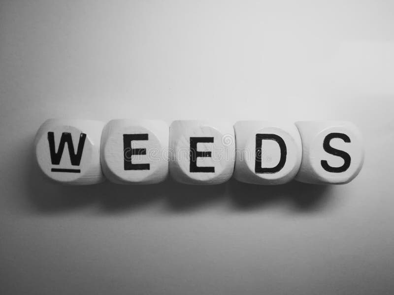 Word weeds spelled on dice stock image. Image of hand - 123025185