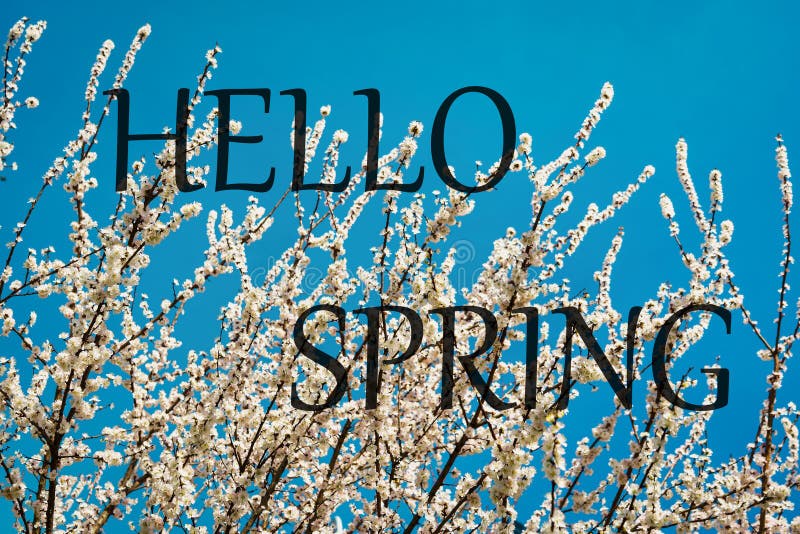 The Words Hello Spring on the Background of Blooming Cherry Branches ...