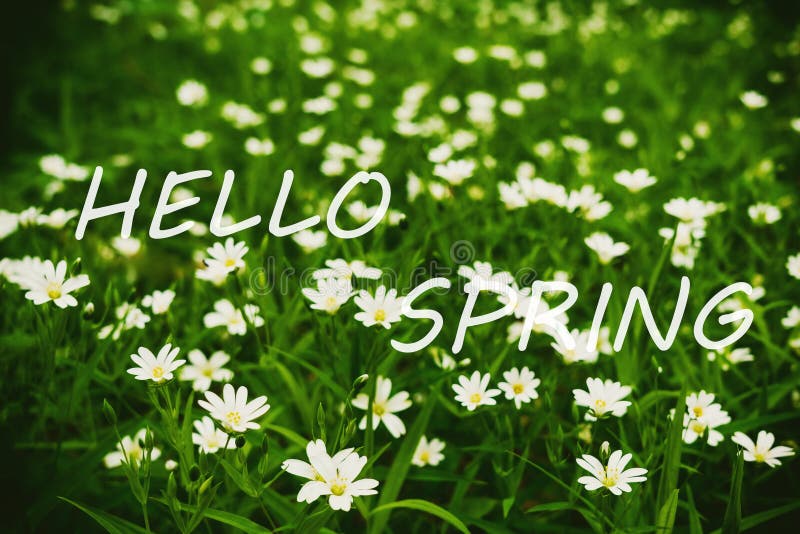 The Words Hello Spring on the Background of Green Clover or Shamrock ...