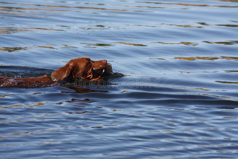 At work stock photo. Image of puddle, hunting, trial, hunt - 6757726