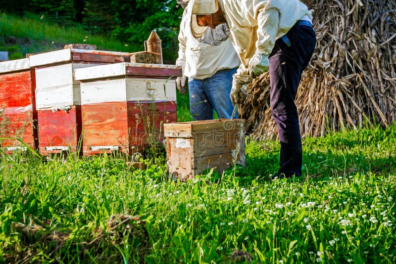 Work in apiary stock image. Image of beekeeper, keeper - 54309299