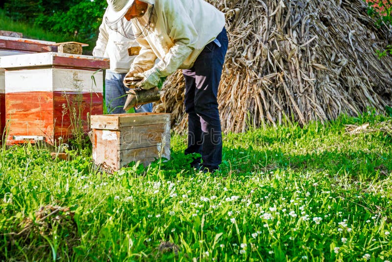 Work in apiary stock image. Image of insects, agility - 54309469