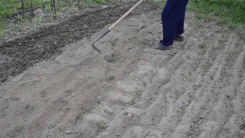 Work As a Chopper for Manual Processing of Garden Beds in the Village ...