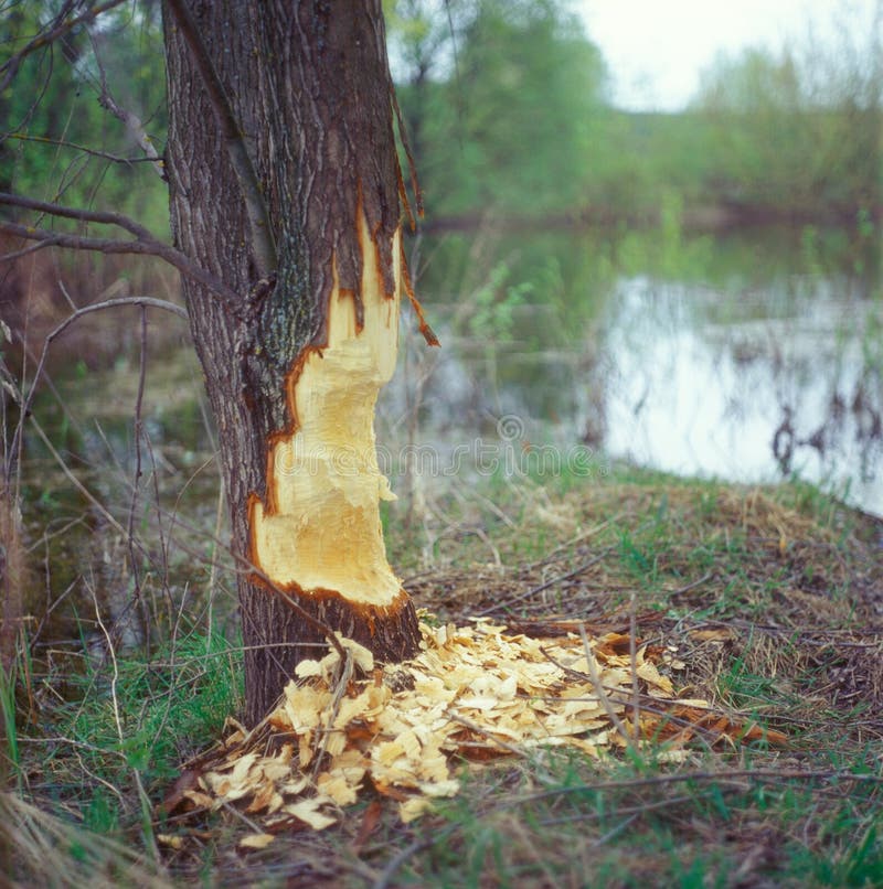 Work of a beaver. stock image. Image of environment, cutting - 14714469