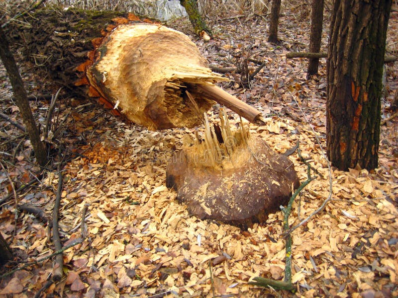 Work beaver stock photo. Image of autumn, wood, chips - 37235372