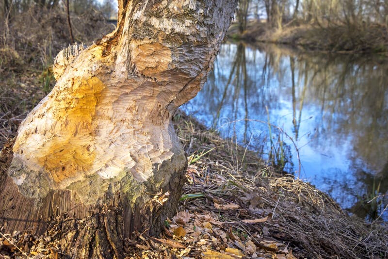 Work of a Beaver in Forest. Stock Photo - Image of selective, scenics ...