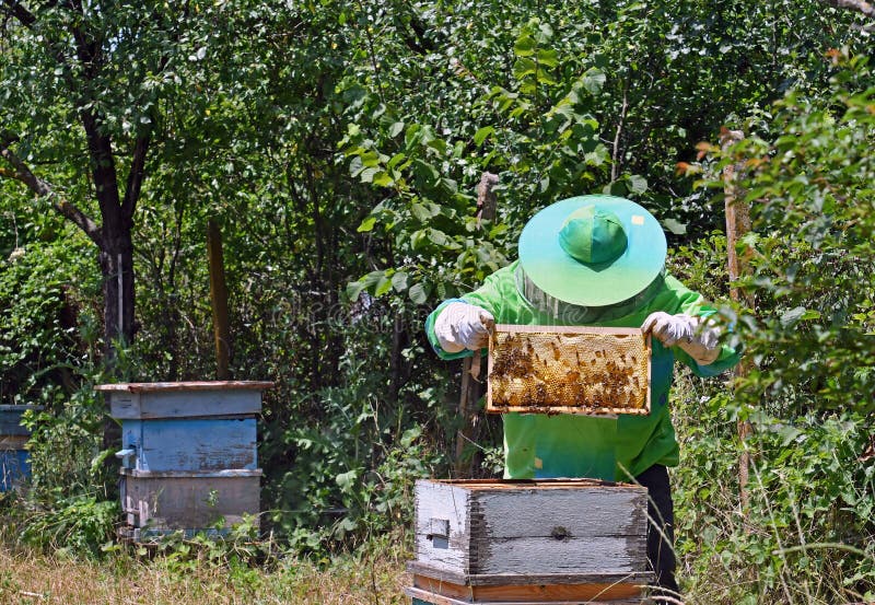 Beekeeper Working on a Bee Hive Stock Photo - Image of worker, insects ...