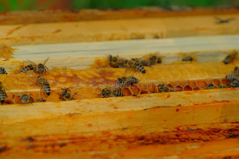 Work bees in hive stock image. Image of macro, brown - 75225021