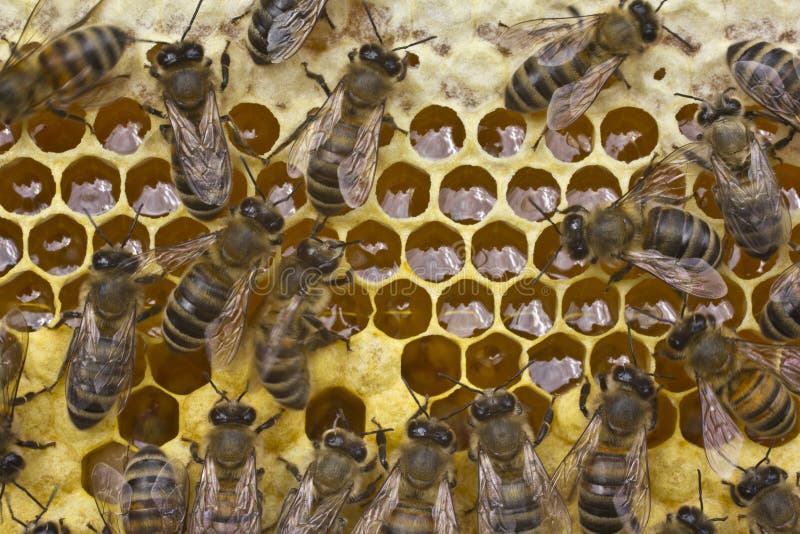 Work bees in hive stock image. Image of pollen, conversion - 51174505