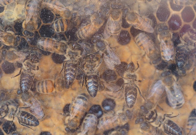 The Work of Bees on Honeycombs in Hives in the Apiary. a Honey-filled ...