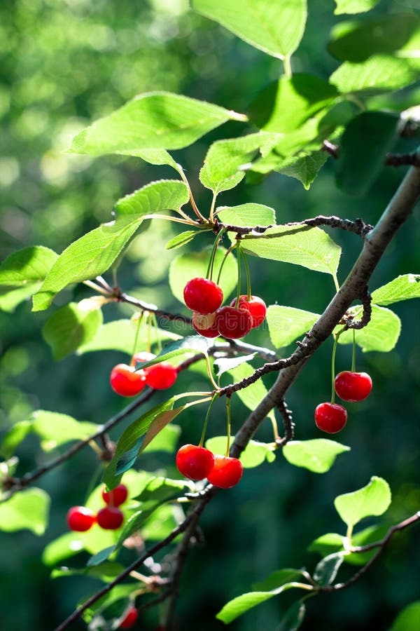 Work in a cherry garden. stock image. Image of food - 120596991