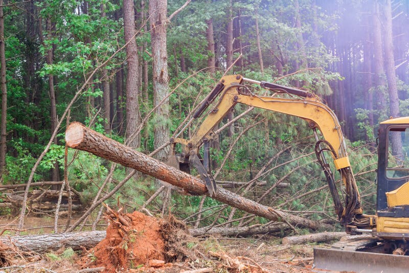 The Work of Deforestation Was Conducted Using Tractor Manipulators ...