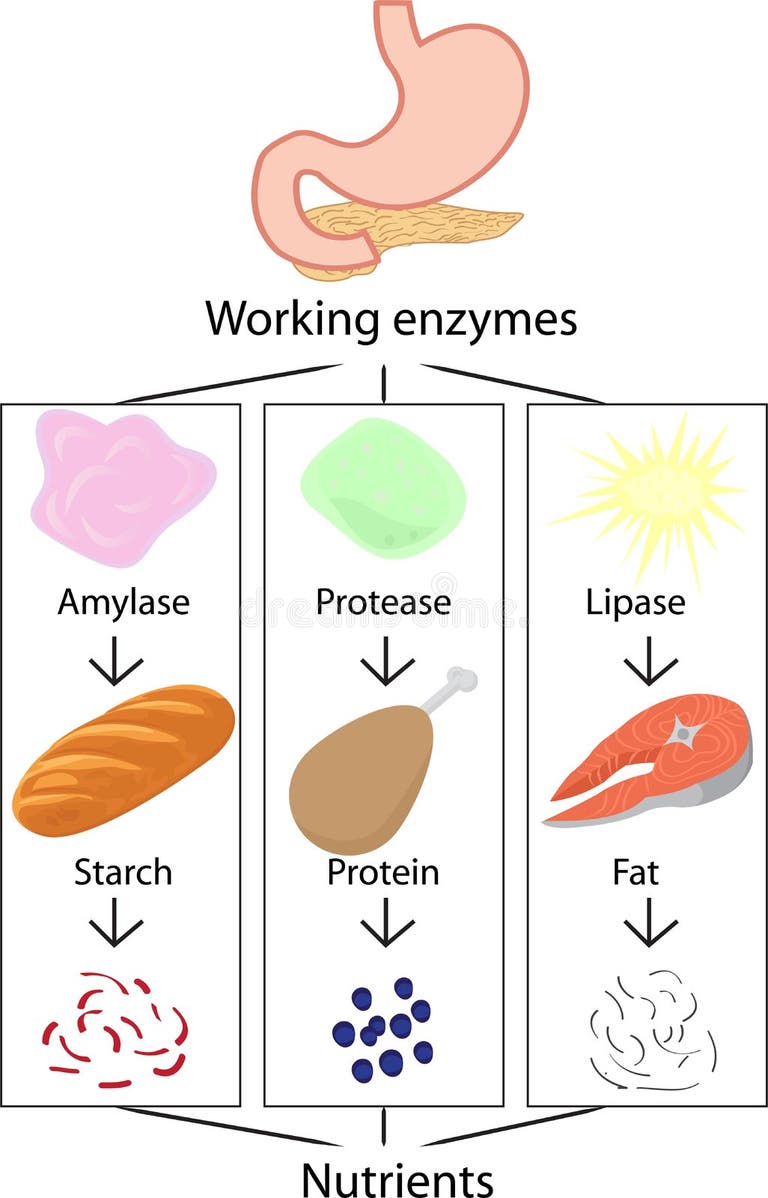Fat Enzymes Stock Illustrations – 109 Fat Enzymes Stock Illustrations ...