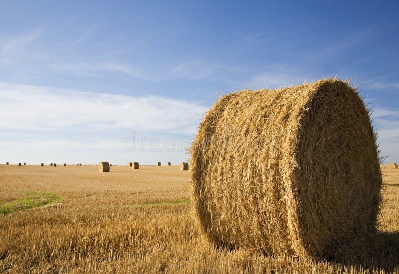 Work at the farm stock photo. Image of work, stillness - 6377800