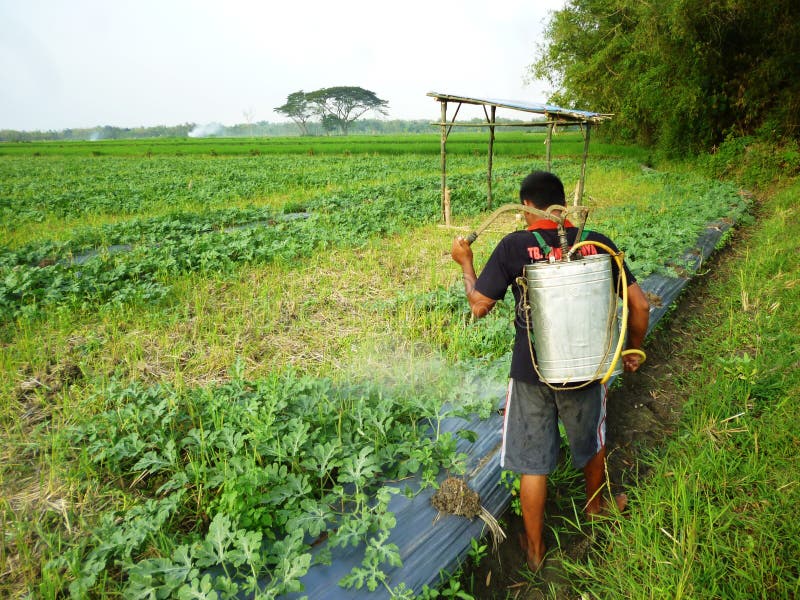 Work in the field editorial stock photo. Image of feed - 55009873