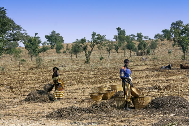 Ghana Fields - African Rural Landscape Stock Image - Image of line ...
