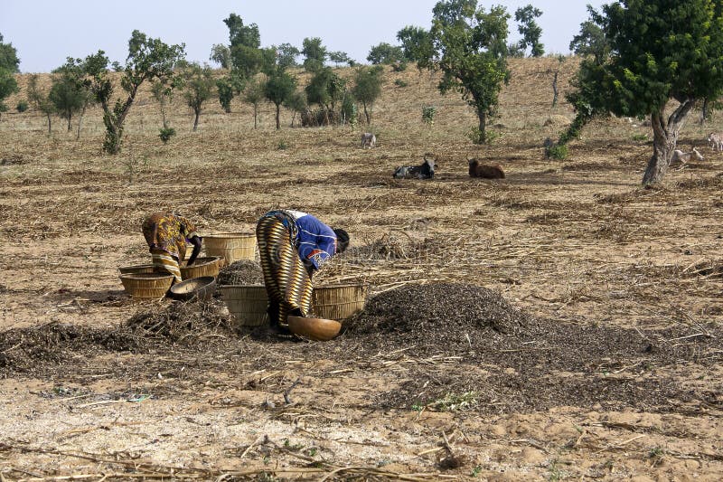 Work in the fields stock photo. Image of happiness, african - 8206670
