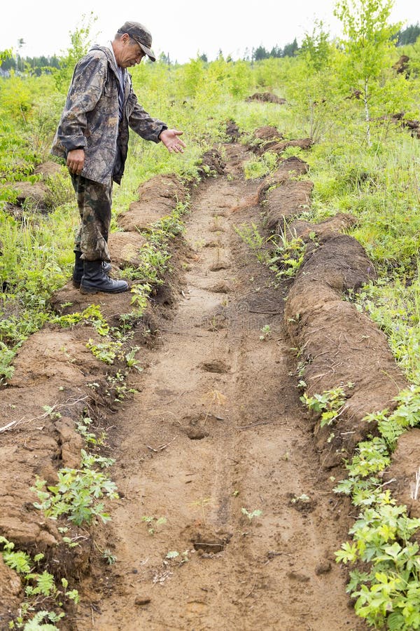 The Forester Grows a Tree. Farmers are Planting Trees. Stock Photo ...