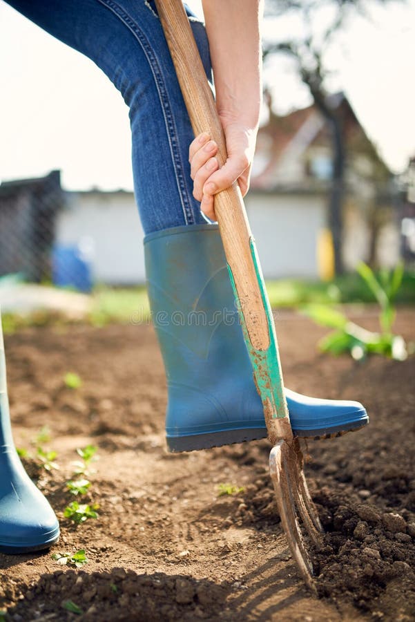 Work in a Garden - Digging Spring Soil with Spading Fork Stock Photo ...