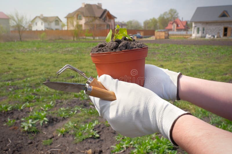 Work in the Garden. Farmers Hands and Garden Tools in Close-up Stock ...