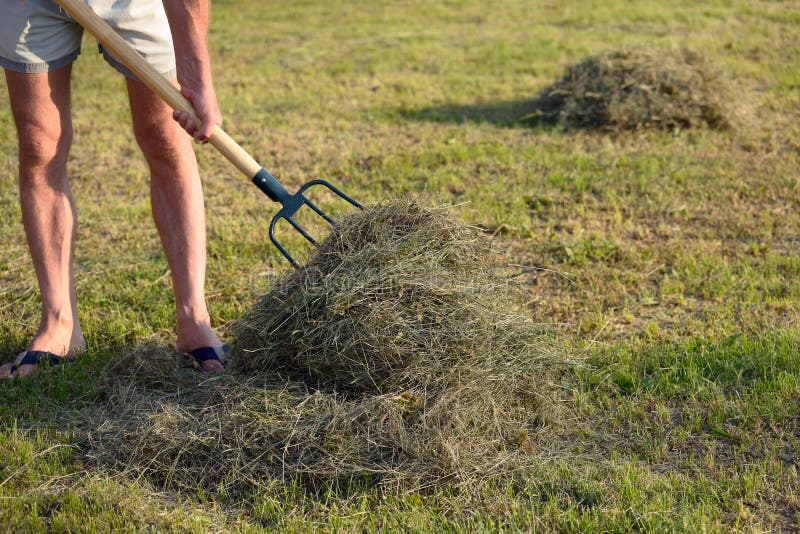 Farmer Holding Pitchfork Stock Images - Download 166 Royalty Free Photos