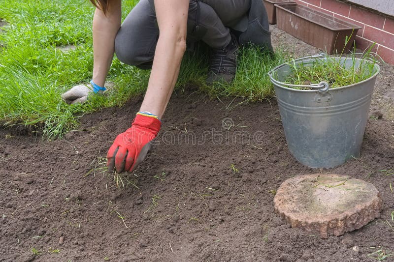Work in the Garden - Soil Cleaning Stock Image - Image of natural ...