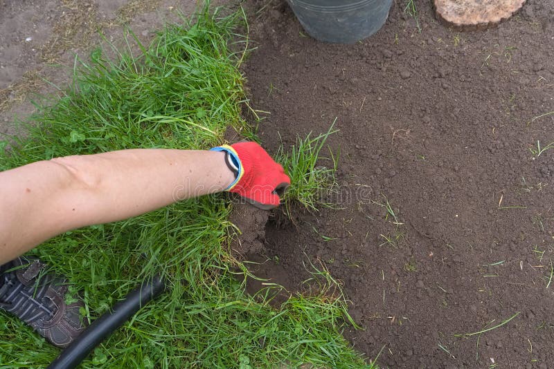 Work in the Garden - Soil Cleaning Stock Photo - Image of female, field ...