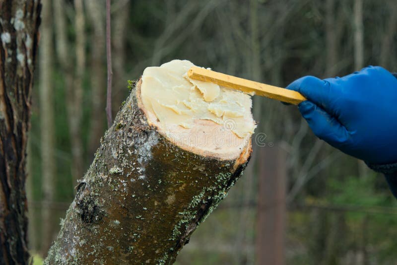 Work in the Garden. Treatment of Cut Branch of Tree Stock Photo - Image ...