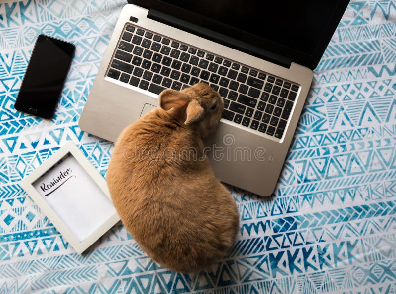 Work from Home Concept with Laptop and Rufus Rabbit and Reminder Framed ...
