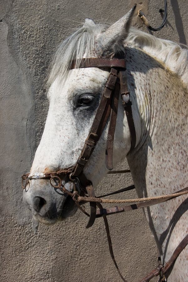 Work horse stock photo. Image of bridle, headgear, animal - 761366