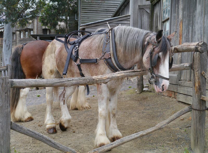 Work horses stock image. Image of natural, work, fauna - 36921783