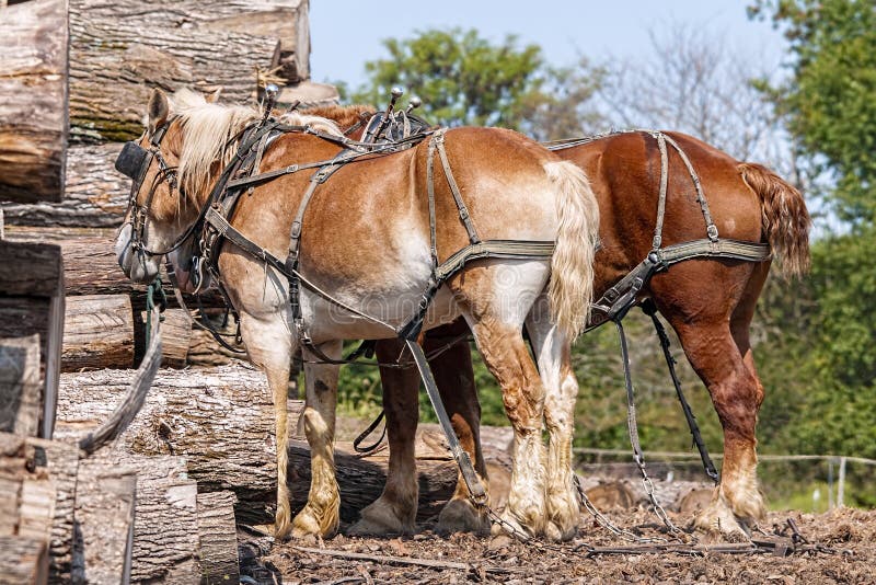 Work horses stock photo. Image of equestrian, hoof, farm - 44985342