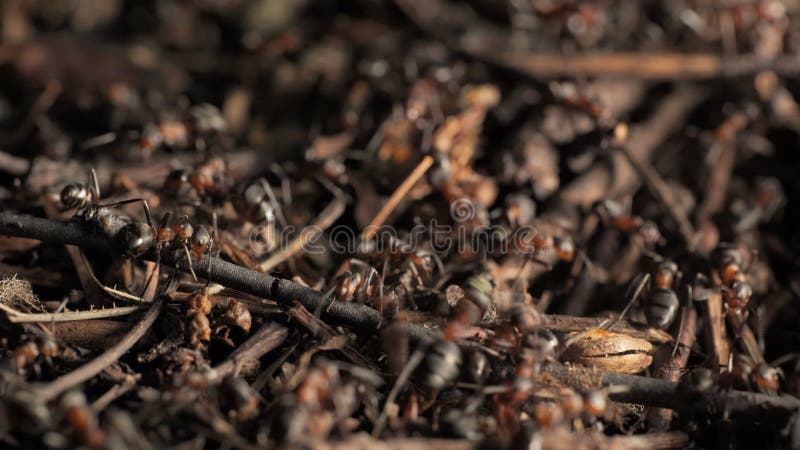 The Work and Life of Ants in an Anthill Stock Video - Video of natural ...