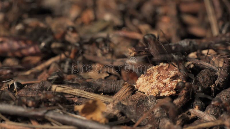 The Work and Life of Ants in an Anthill Stock Footage - Video of work ...