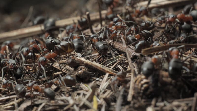 The Work and Life of Ants in an Anthill Stock Footage - Video of work ...