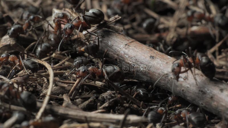 The Work and Life of Ants in an Anthill Stock Footage - Video of forest ...