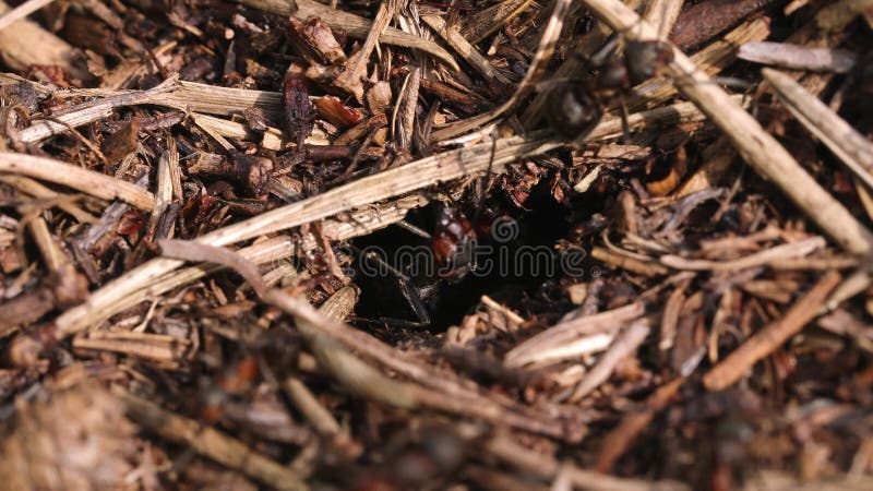 Work and Life of Forest Ants in an Anthill. the Anthill is Teeming with ...