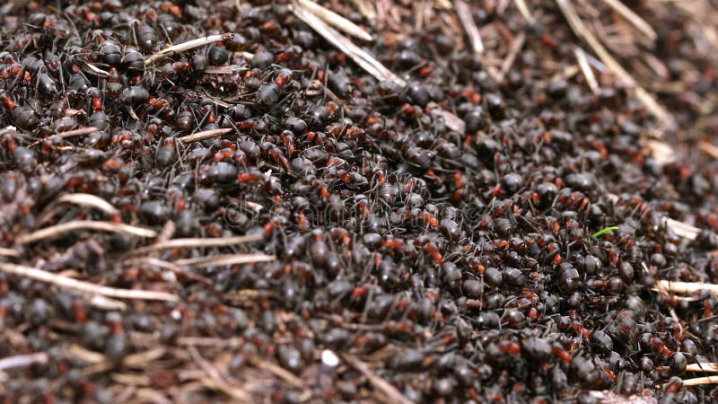 Work and Life of Forest Ants in an Anthill. the Anthill is Teeming with ...
