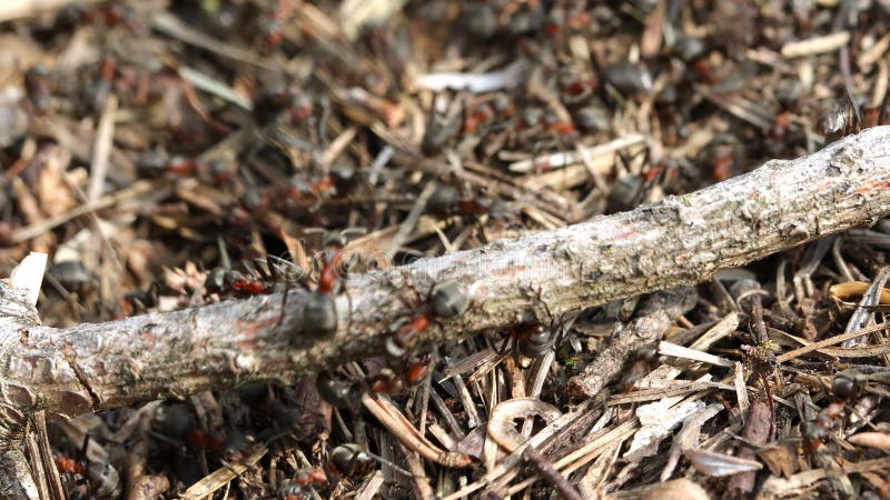 Work and Life of Forest Ants in an Anthill. the Anthill is Teeming with ...
