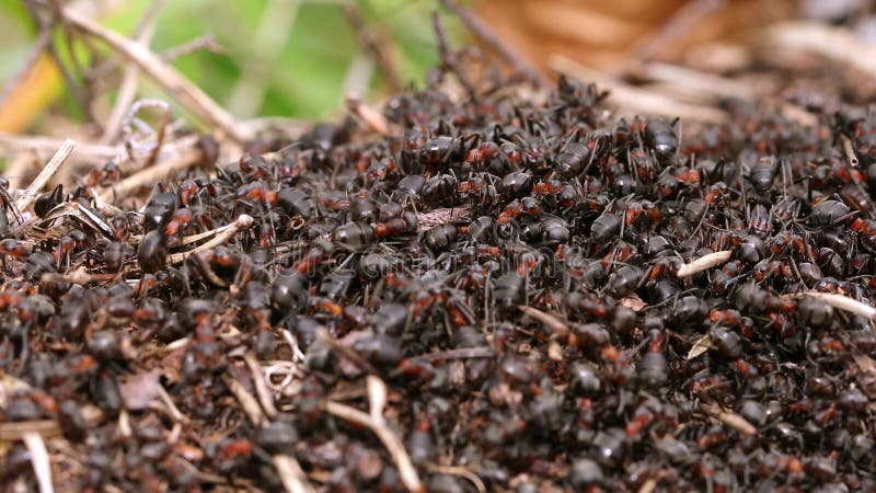 Work and Life of Forest Ants in an Anthill. the Anthill is Teeming with ...
