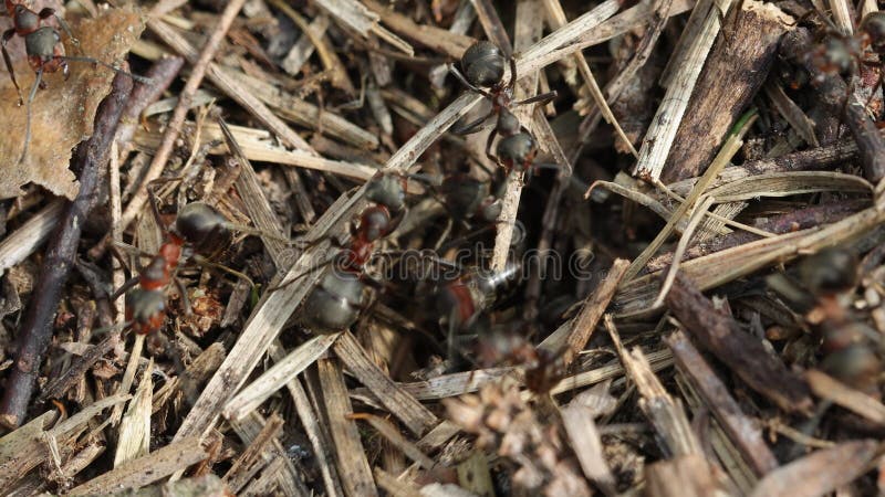 Work and Life of Forest Ants in an Anthill. the Anthill is Teeming with ...