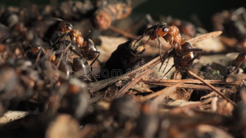 The Work and Life of Ants in an Anthill Stock Video - Video of colony ...