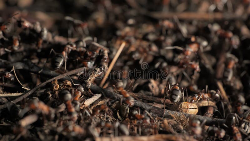 The Work and Life of Ants in an Anthill Stock Video - Video of macro ...
