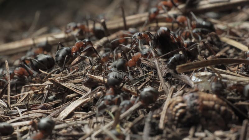 The Work and Life of Ants in an Anthill Stock Video - Video of insect ...