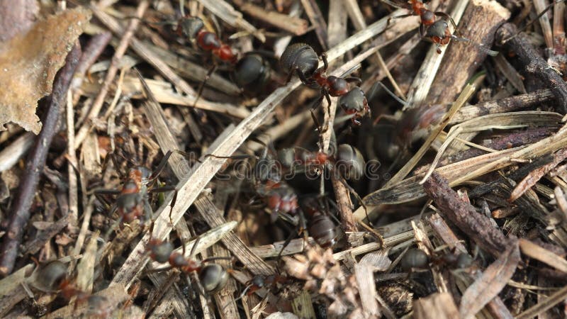 Work and Life of Forest Ants in an Anthill. the Anthill is Teeming with ...