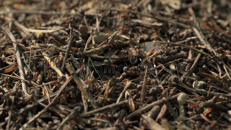 The Work and Life of Ants in an Anthill Stock Video - Video of work ...