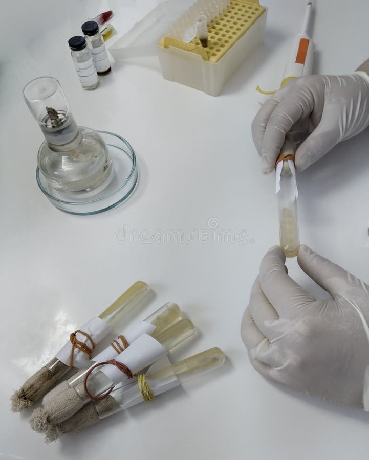 Work in Microbiological Laboratory. Hands in Gloves Stock Photo - Image ...