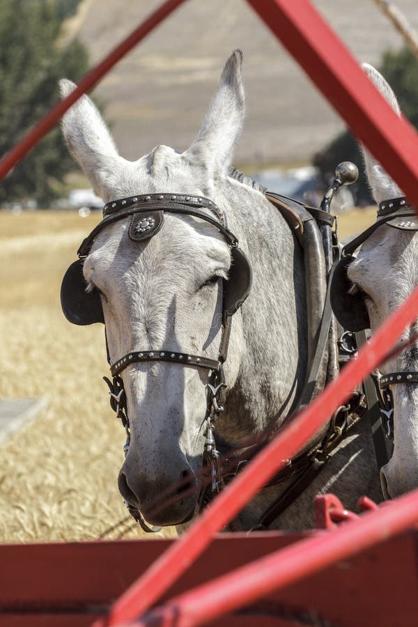 Mule horse team stock image. Image of halters, outdoors - 12281335